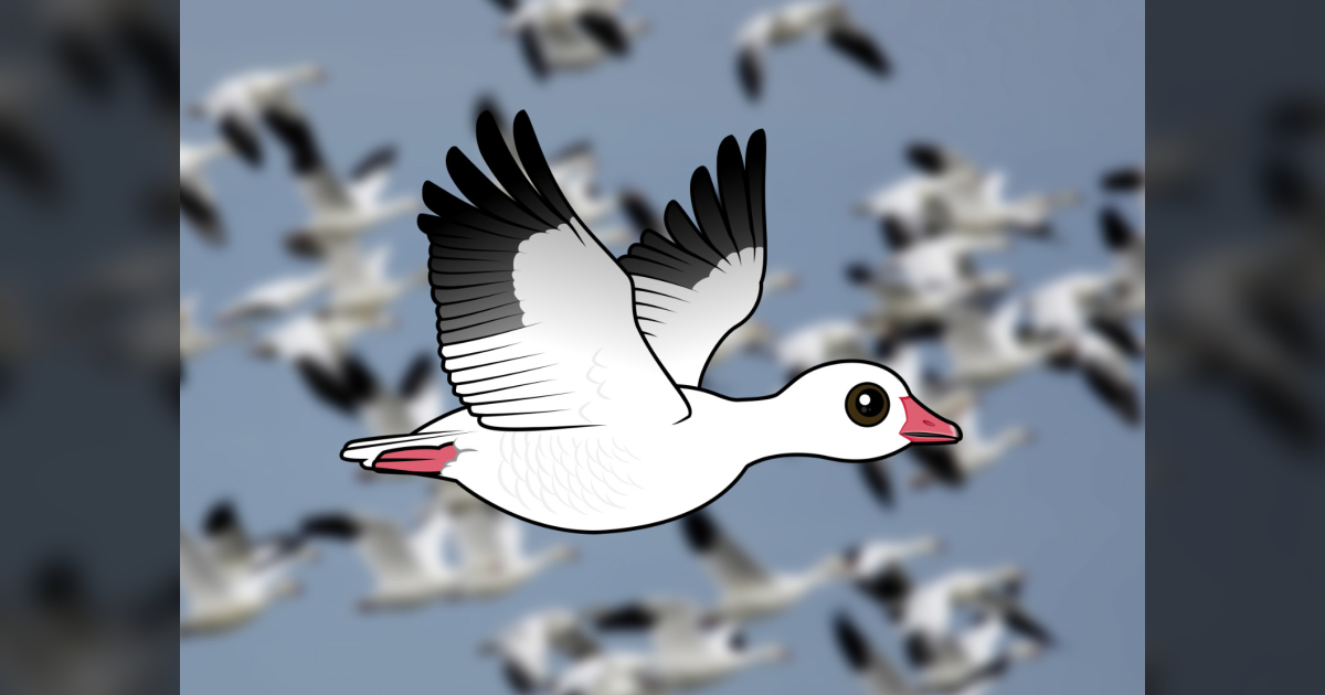 October Bird Migration: Species on the Move