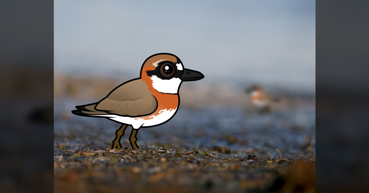 Meet the Siberian Sand Plover: A Migratory Marvel