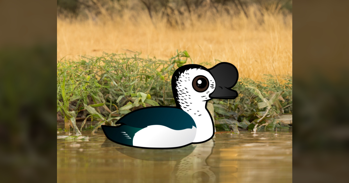 The Knob-billed Duck: A Polygamous Perching Duck