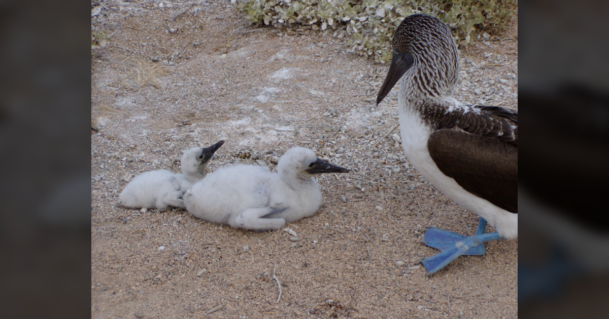A Bird Nesting Strategy: What Is Asynchronous Hatching in Birds?
