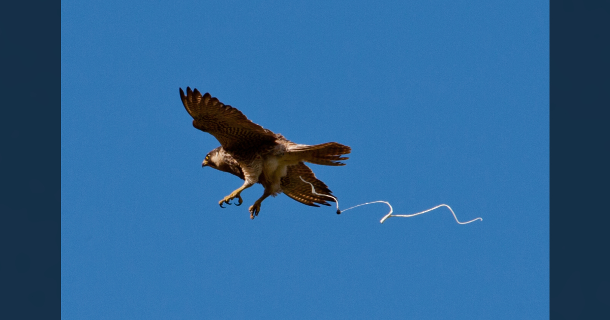 Why Bird Poop Is White and Other Fun Feces Facts