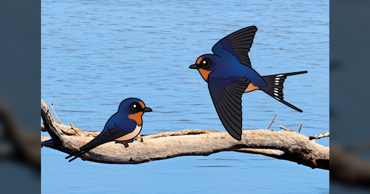 Birdorable Summer Bucket List: Where to Find 10 Must-See Birds