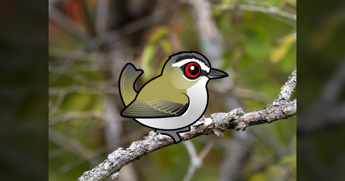 Red-eyed Birds: Eye Color in the Avian World