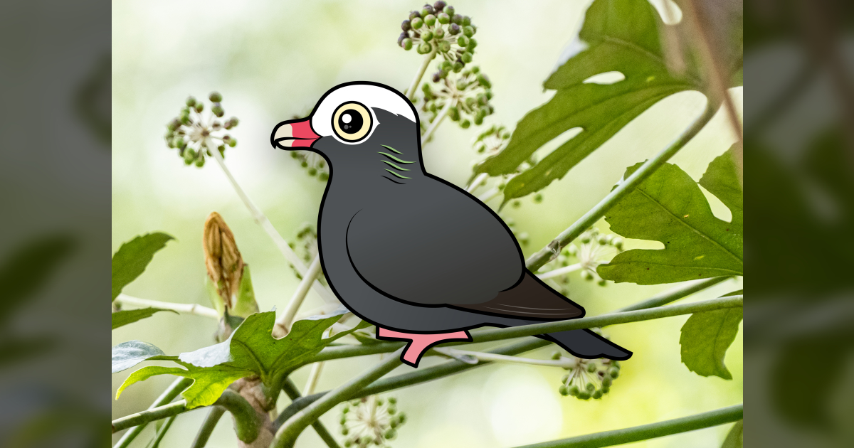 Meet the Tropical White-crowned Pigeon | Birdorable Blog