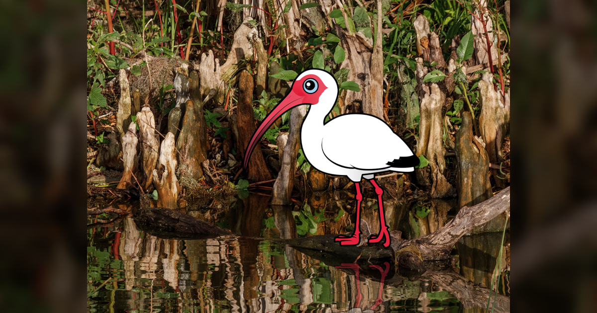 The White Ibis and the Story Behind Its Stormy Nickname