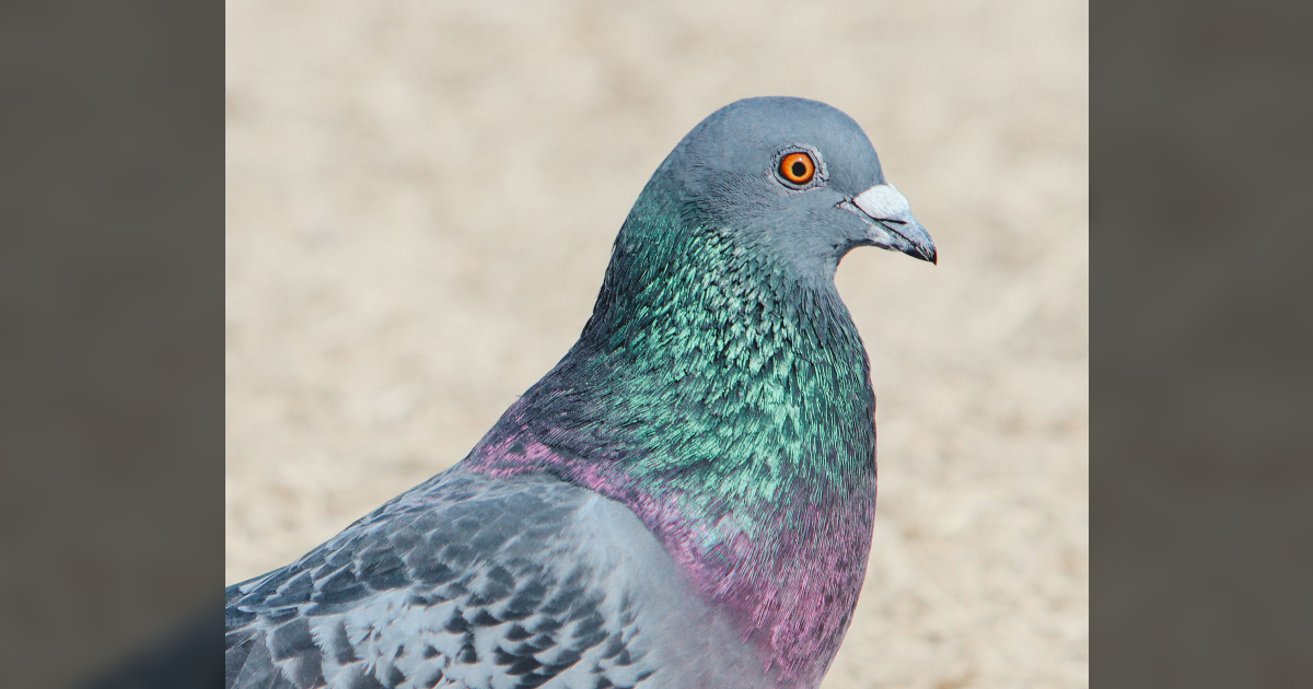 Head-Bobbing Explained: How Pigeons Stabilize Vision