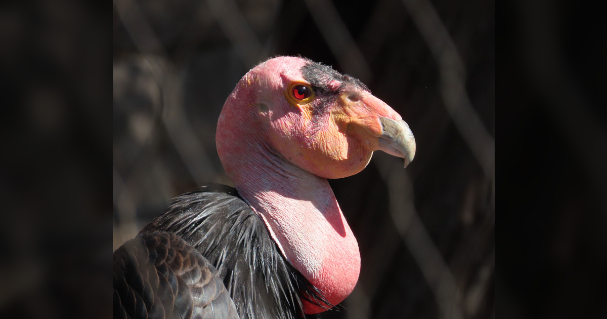 Vultures at the Zoo: Ambassadors and Conservation Heroes