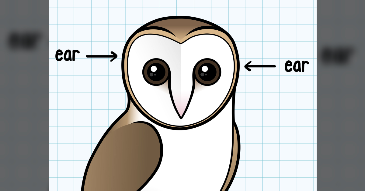 The Hidden Ears of Birds: How Avian Hearing Works