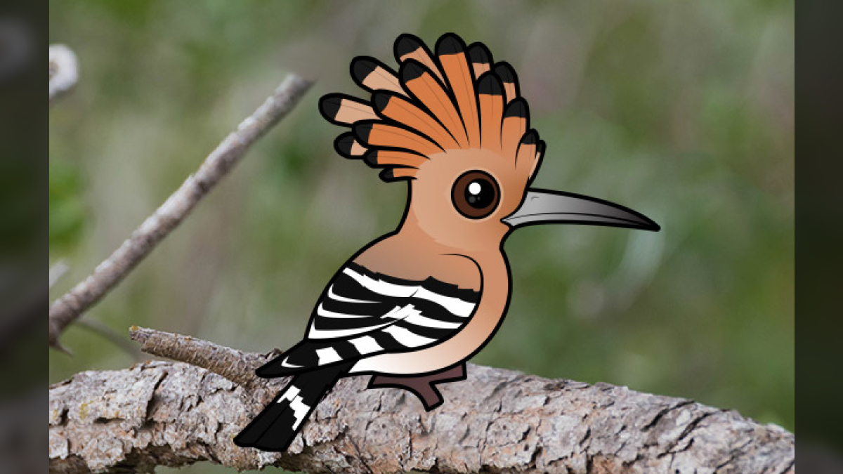Hoopoe Highlights: Discovering the Cute and Crested Birdorable