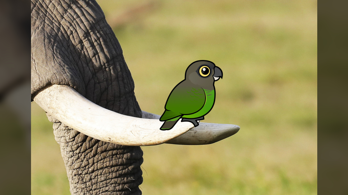 Birdorable Brown-headed Parrot Comes Flying in from Africa