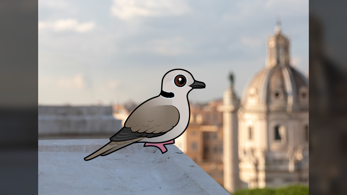 Birdorable Eurasian Collared Dove: Understanding Its Global Range