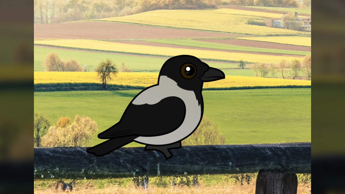 Meet the Birdorable Hooded Crow: Elegance Meets Intelligence