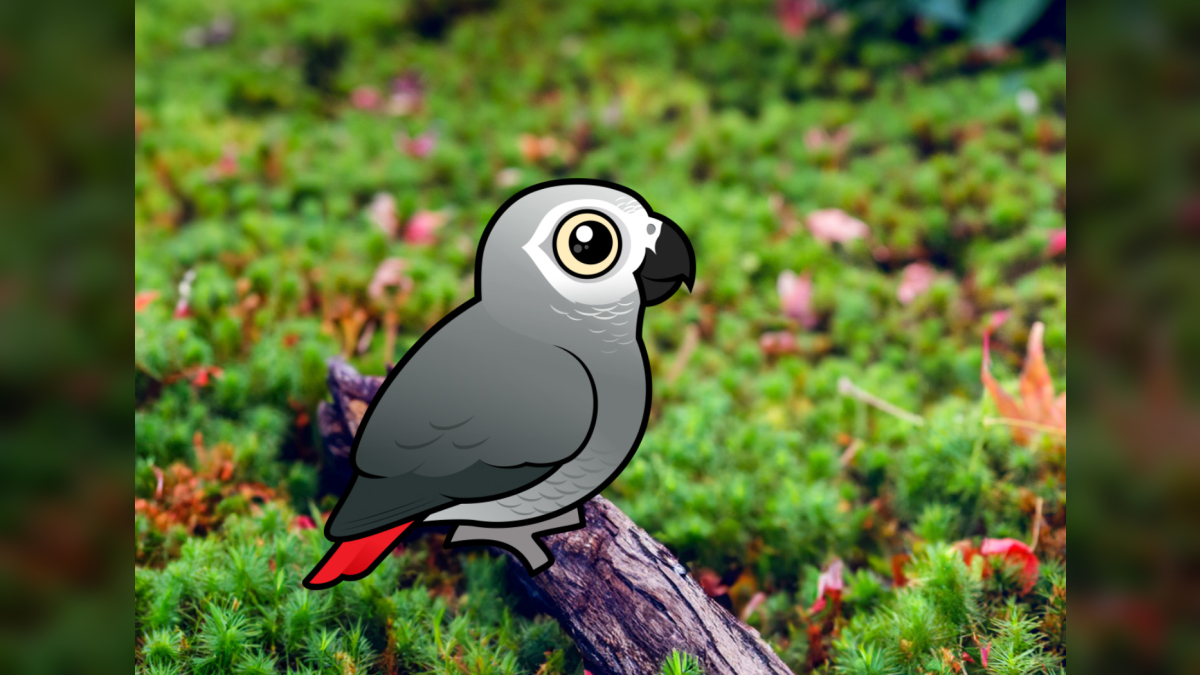 Lost African Grey Parrot Recites Address, Reunited with Family