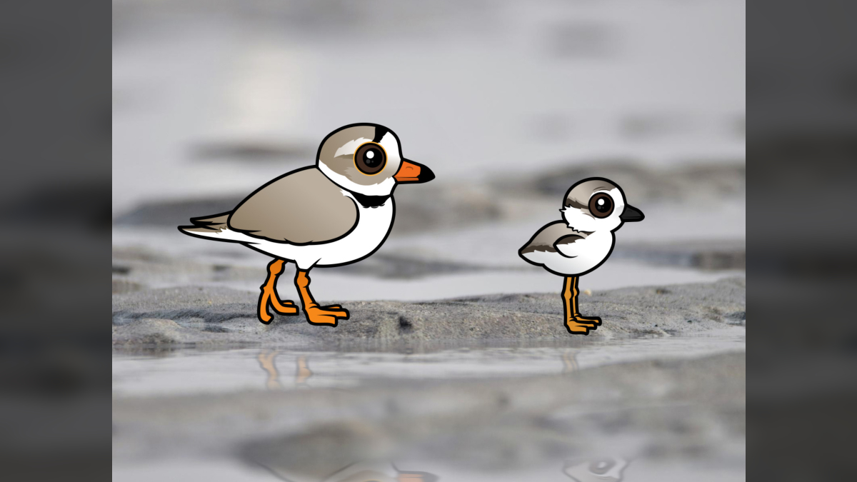 The Piping Plover: Navigating the Challenges of Conservation