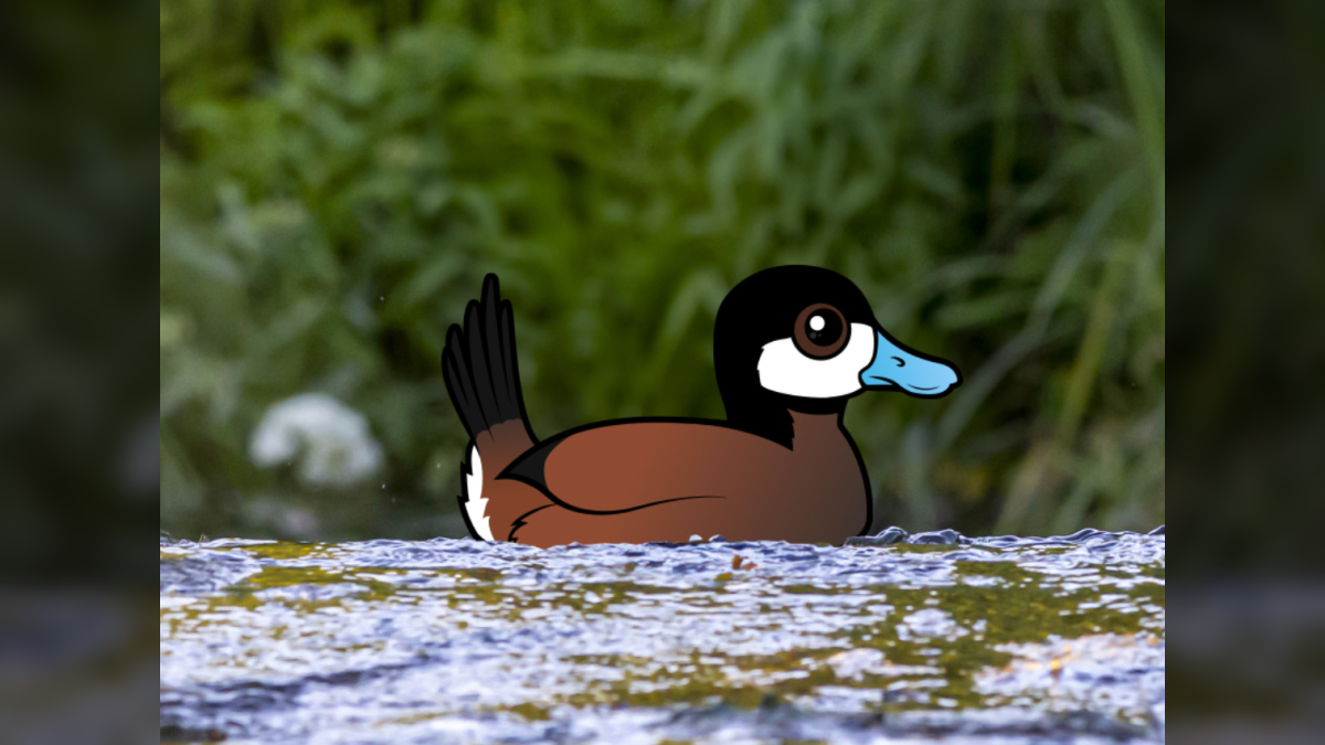 A Closer Look at the Ruddy Duck's Colorful Life by Birdorable