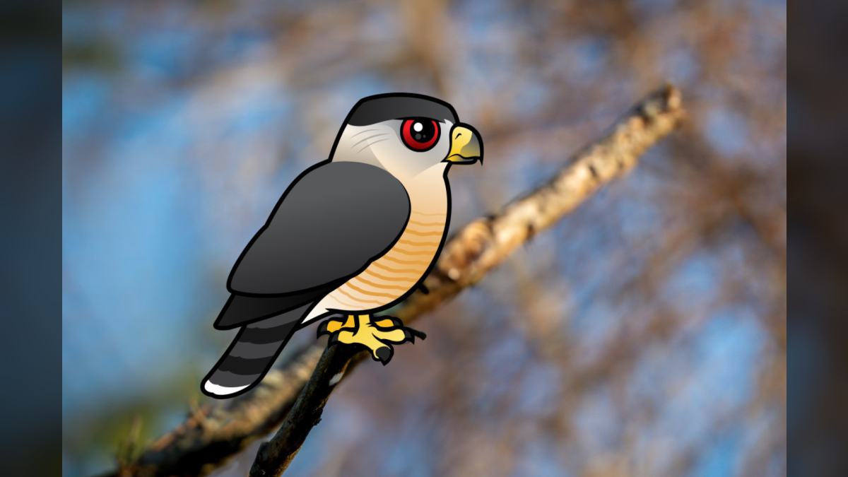 The Birdorable Cooper's Hawk: An Avian Daredevil of the Forest