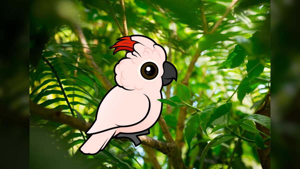 Meet the Majestic Moluccan Cockatoo: Our Newest Birdorable