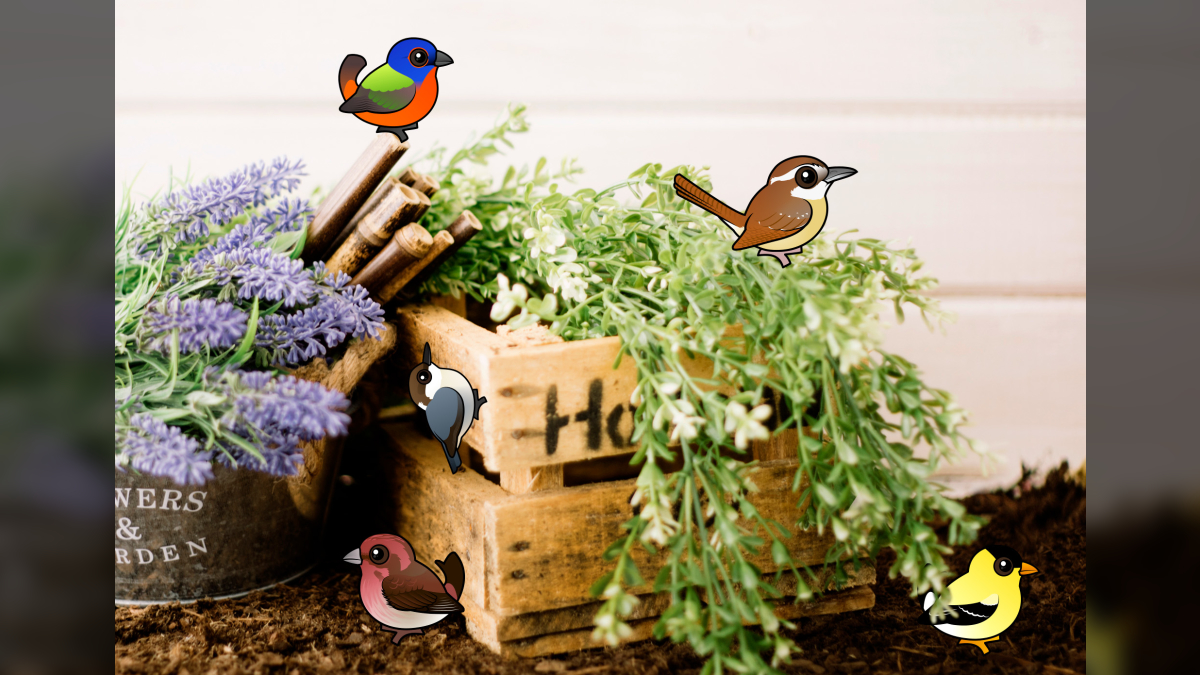 10 Easy Ways to Save Birds, Starting at Your Home