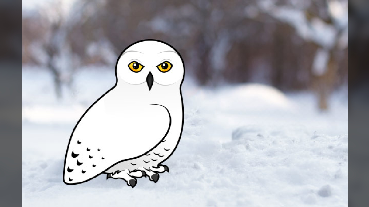 10 Cool Facts about Snowy Owls by Birdorable