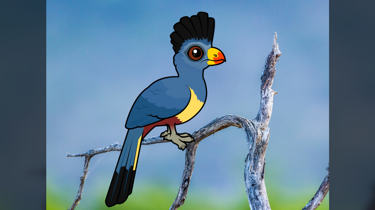 Great Blue Turaco: Vivid Colors and Striking Features | Birdorable