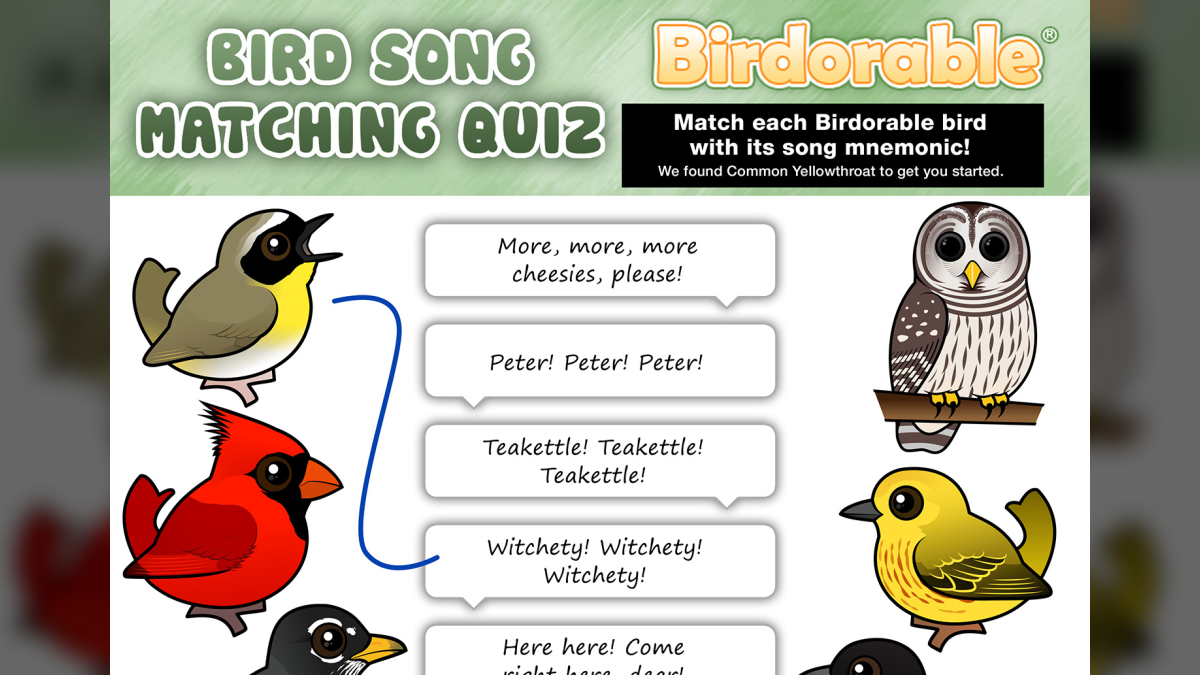 Bird Song Matching Quiz