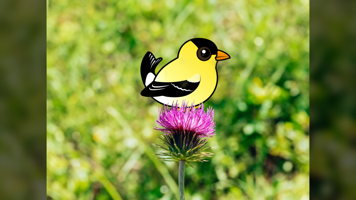 Discover the Vegetarian Diet of American Goldfinches