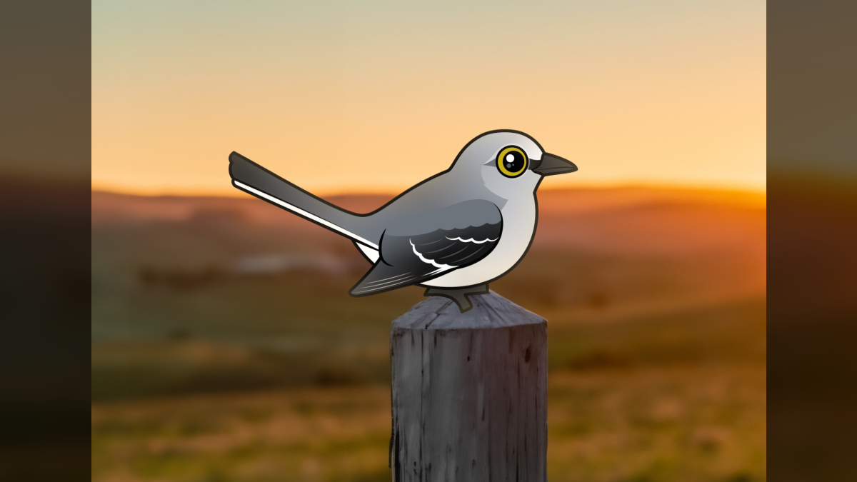 The Northern Mockingbird: Nature's Own Impersonator | Birdorable