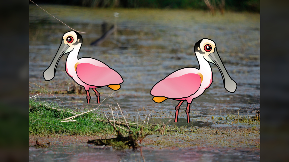 Discover 10 Fascinating Facts About the Cute Roseate Spoonbill