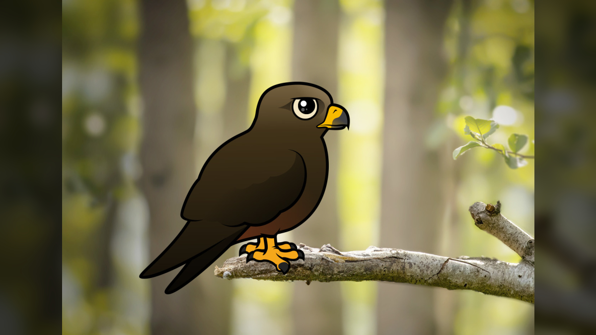 17 New Bird Species Added to Birdorable