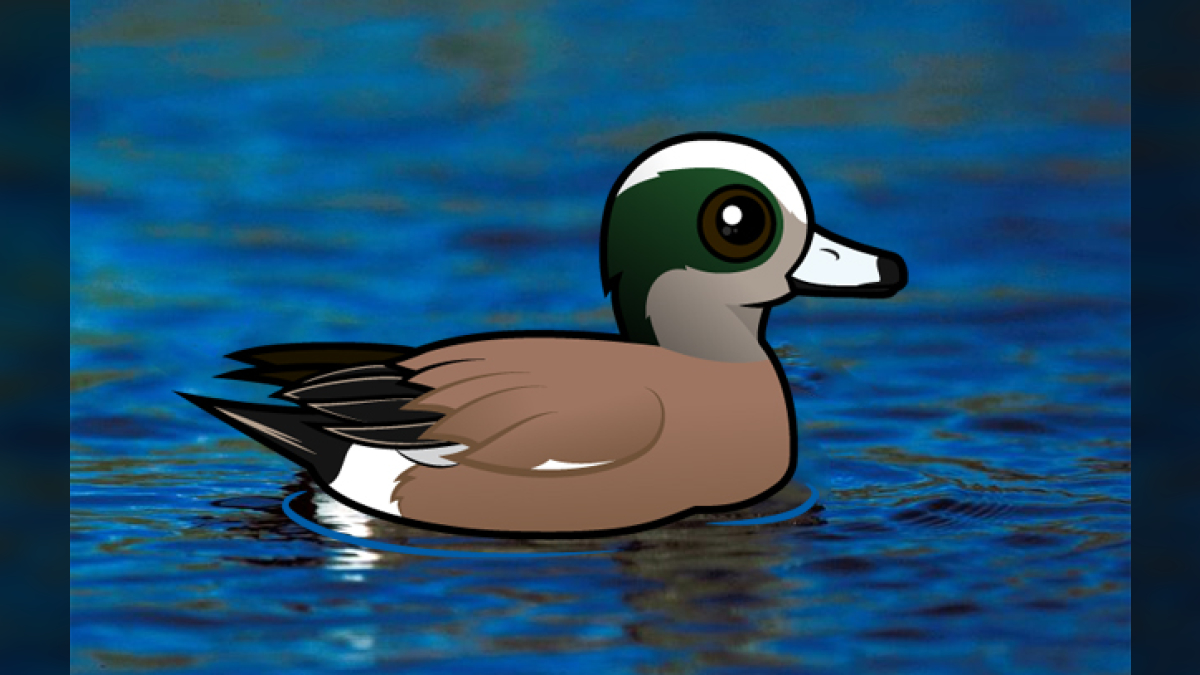 The American Wigeon Joins Birdorable: A Duck with a 'Bald' Look