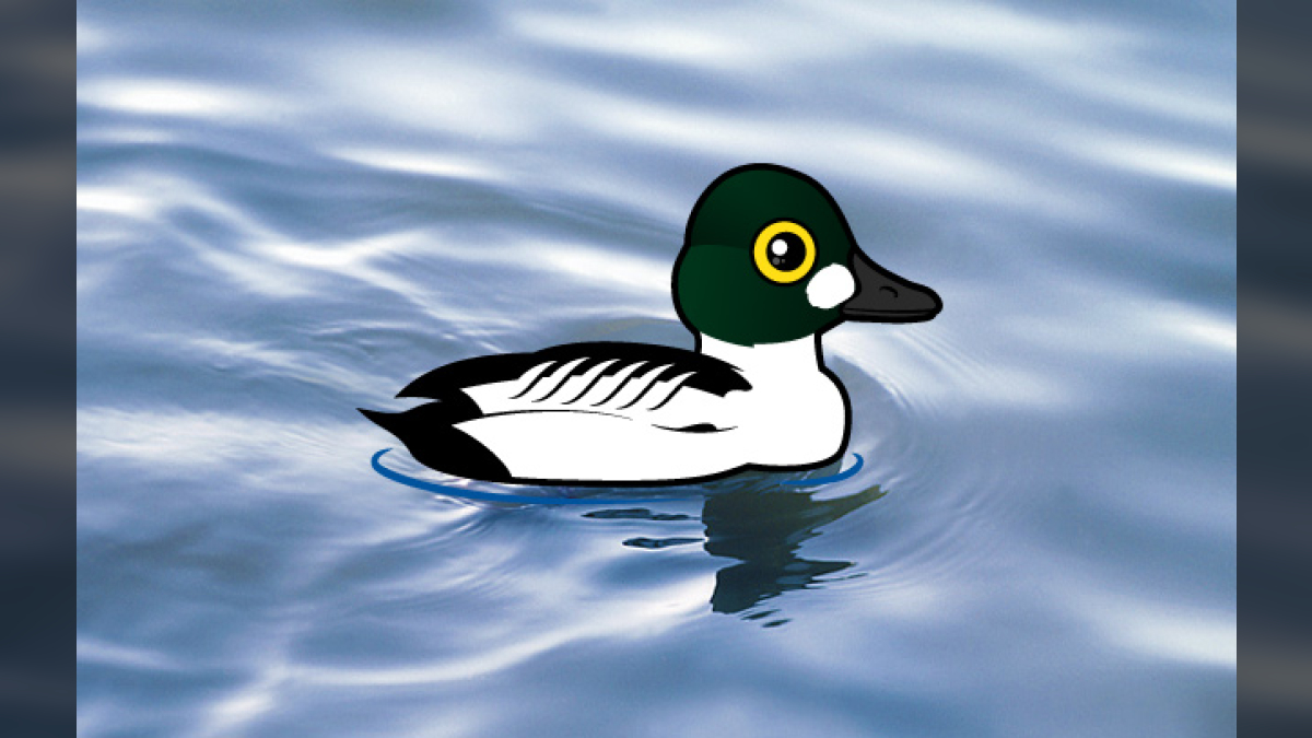 Meet the Common Goldeneye: A Global Traveler of Sea and Sky