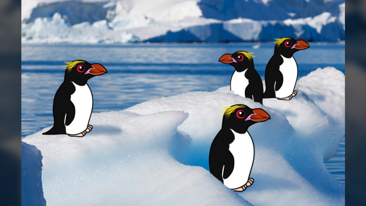 How the Macaroni Penguin got its Flamboyant Name