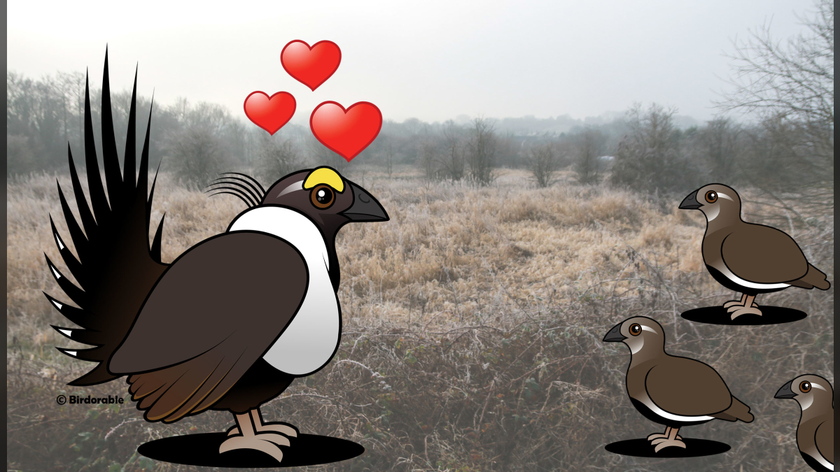 Read About Lekking: What It Means And Which Birds Do It