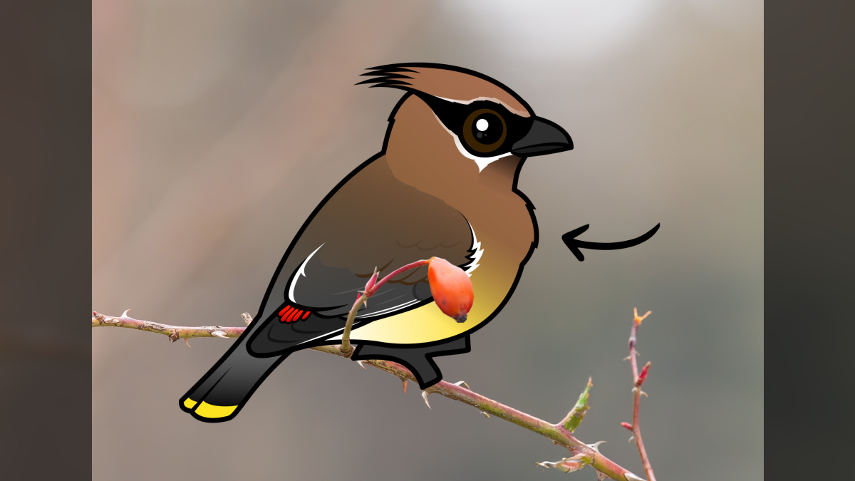 Bird Term: Exploring the Crop – How Birds Store and Process Food