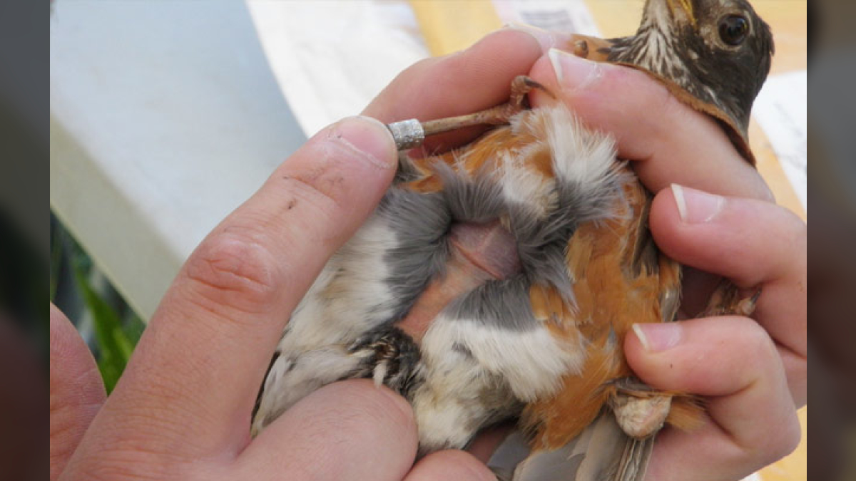 What is a Brood Patch? Why and When Do Birds Have Them?