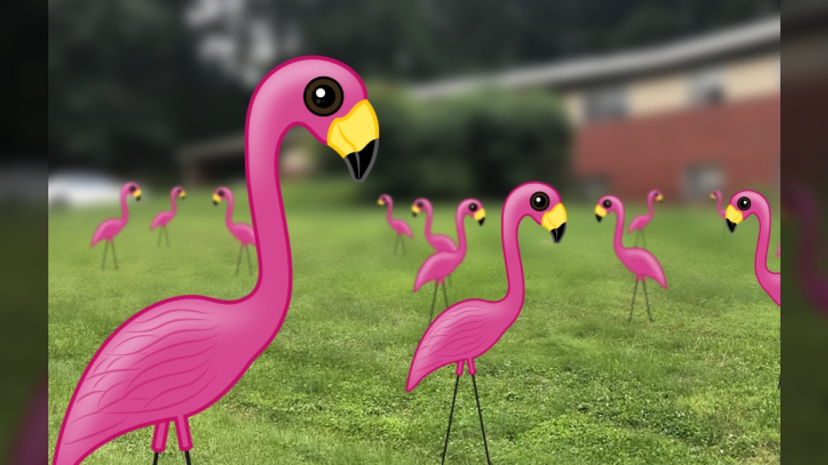 Read Flamingo Extreme Facts and Oddities