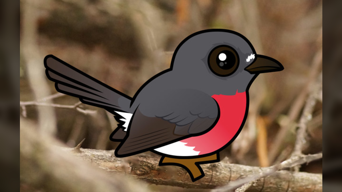 Meet the Charming Rose Robin: A Cutie from Australia