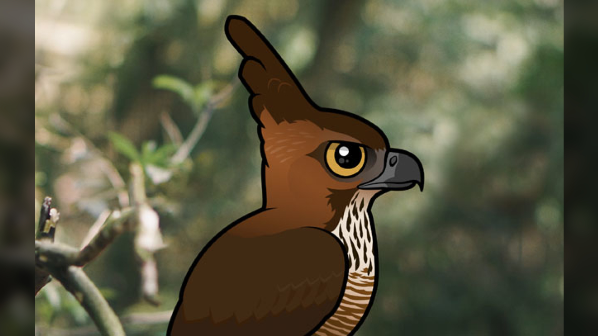 Birdorable Javan Hawk-Eagle: Indonesia's Endangered Raptor