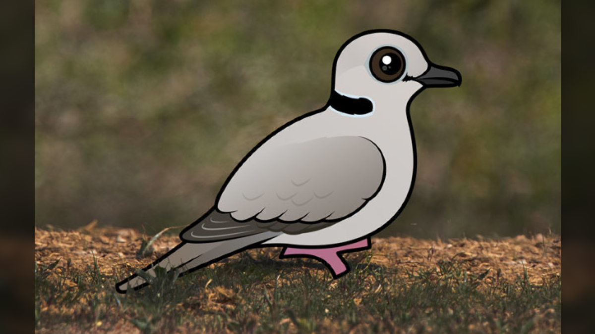The Ring-necked Dove: A Trilling Resident of African Landscapes