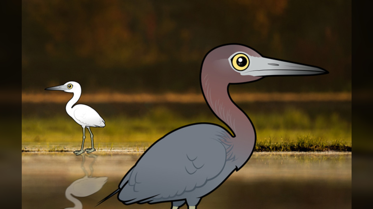 Meet the Birdorable Little Blue Heron: A Bird of Two Colors