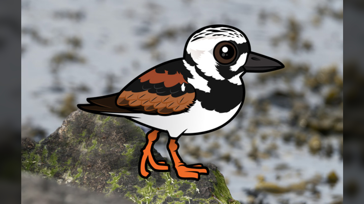 Meet the Ruddy Turnstone: Nature's Stone-Flipping Expert