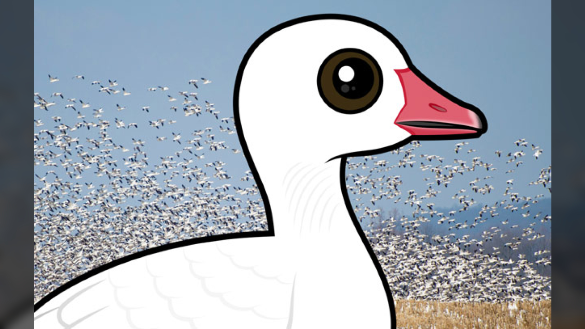 Snow Geese: Masters of Mass Migration