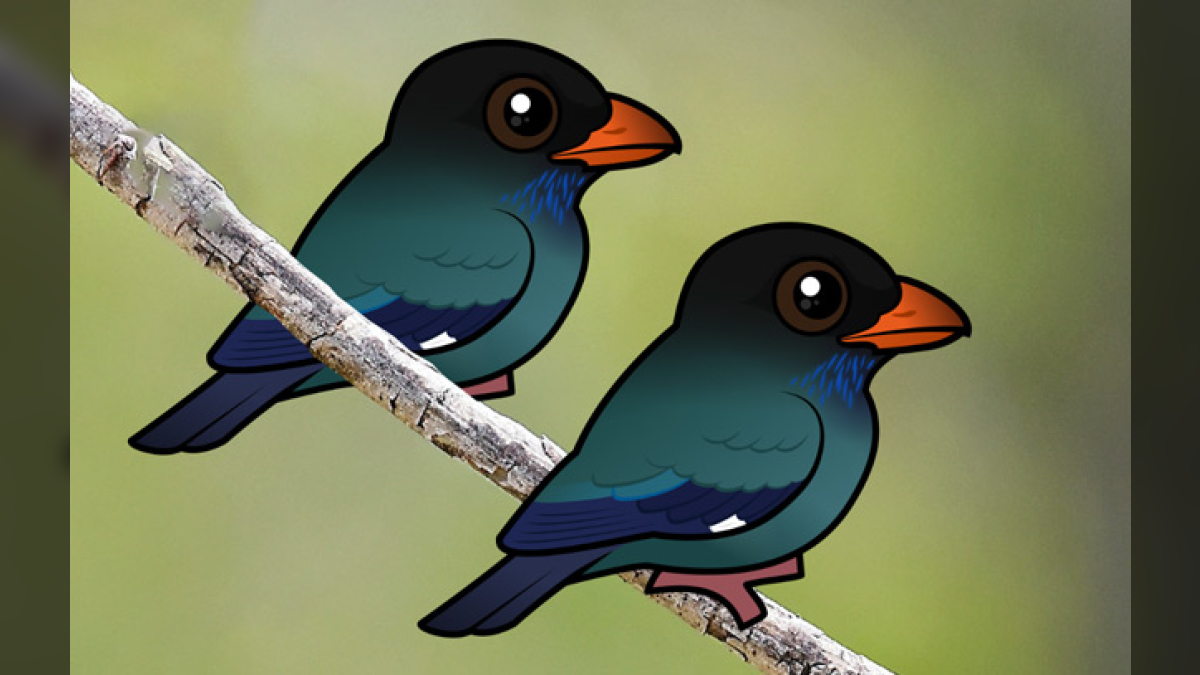 Introducing the Dollarbird: A Unique Roller with Iridescent Charm