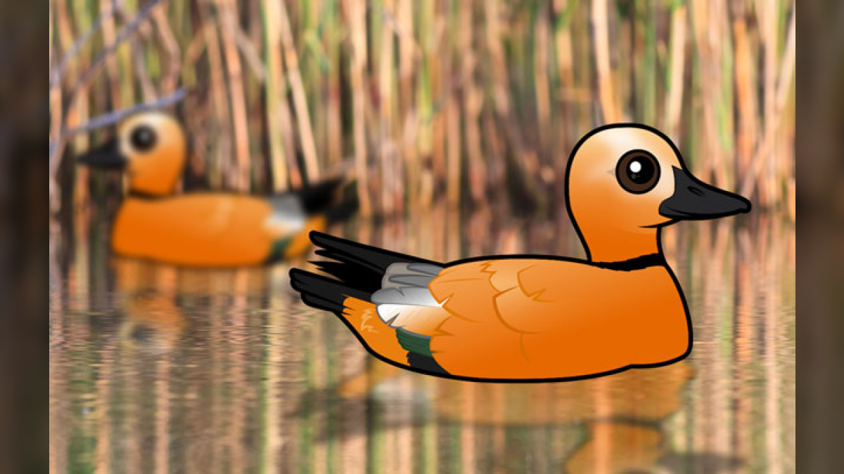 Introducing the Ruddy Shelduck: A Colorful Addition to Birdorable