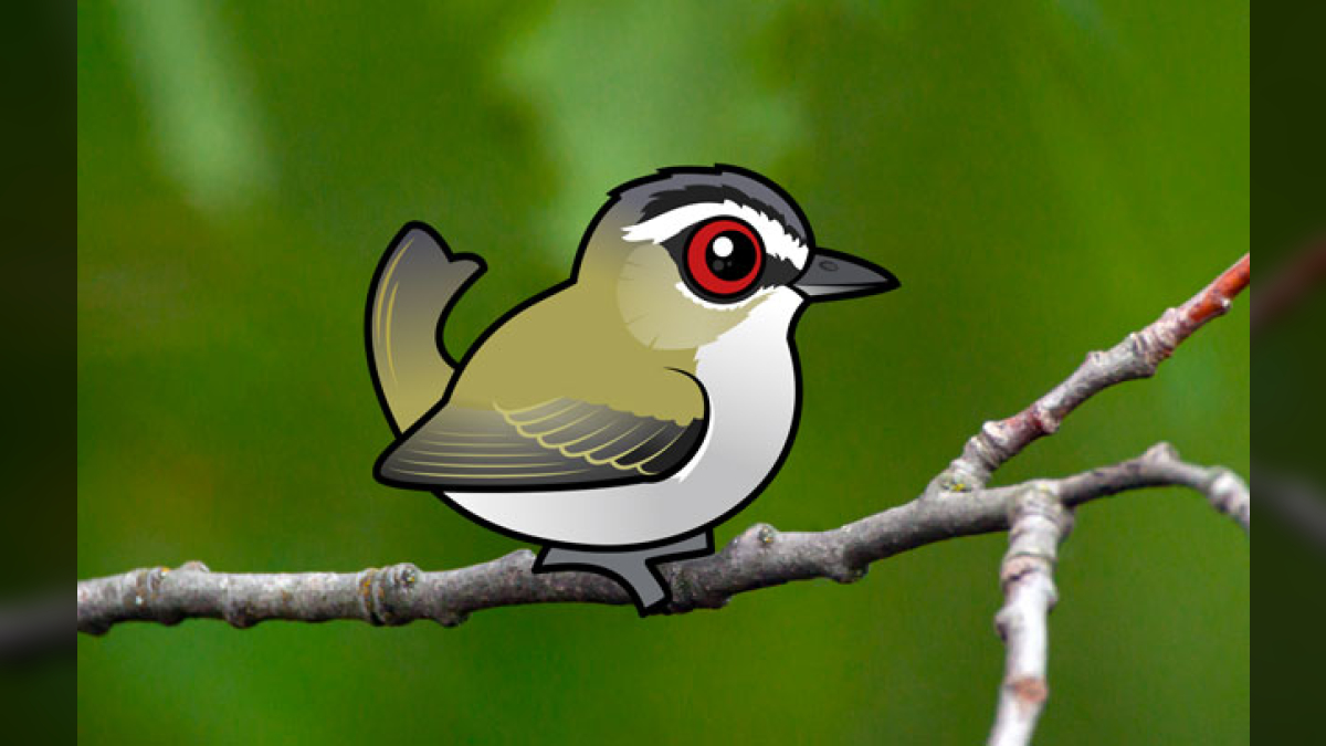 Meet the Red-eyed Vireo: A Songbird with a Memorable Tune