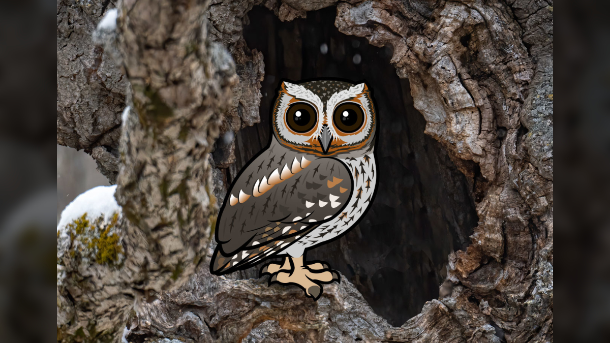 Exploring the World of the Flammulated Owl with Birdorable