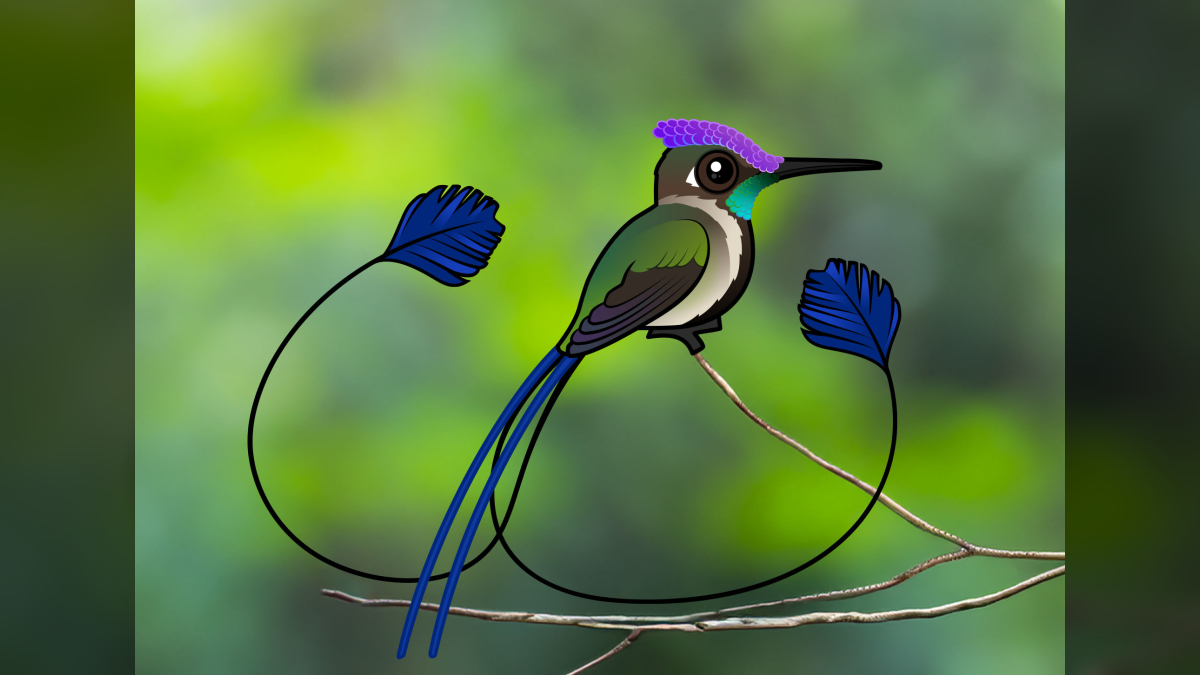The Marvelous Spatuletail: A Tiny Bird with an Impressive Display