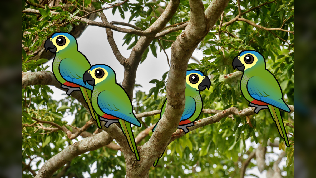 The Red-Bellied Macaw: The Colorful World of a Tropical Parrot