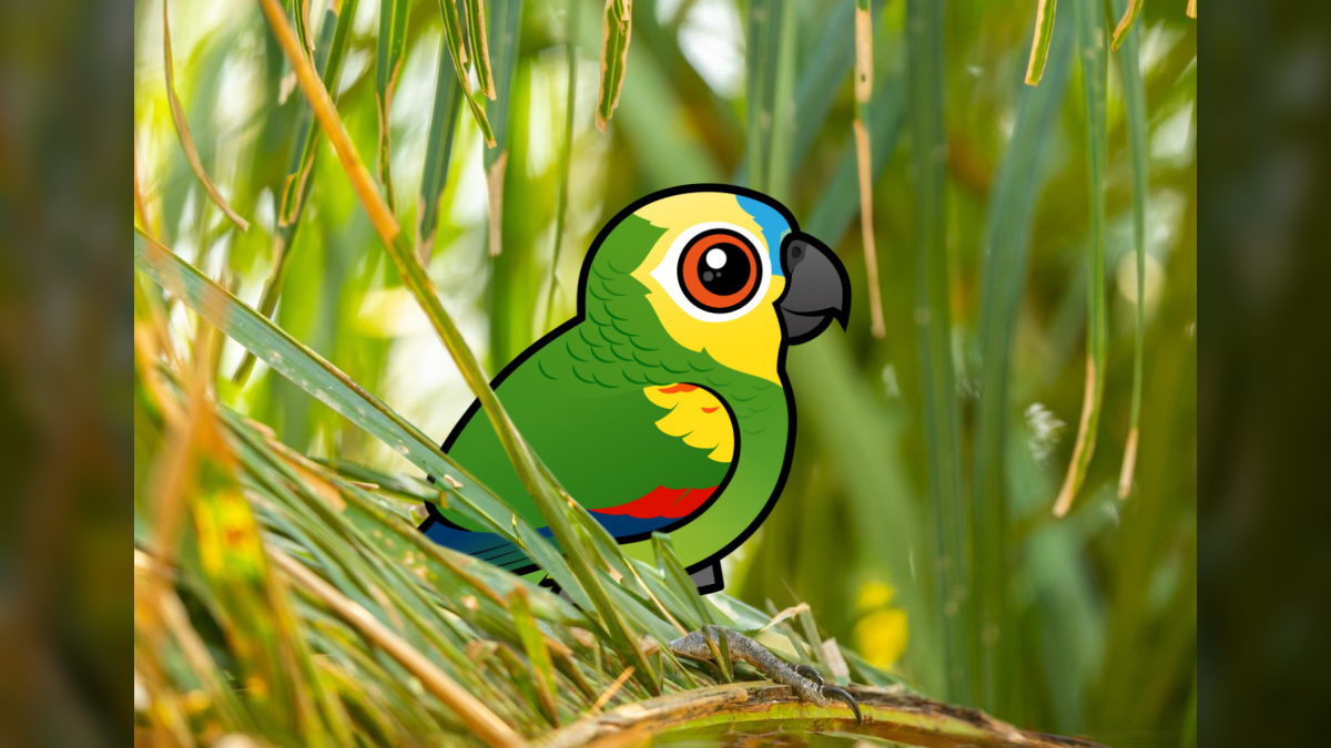 The Blue-fronted Parrot: Nature's Skilled Mimic | Birdorable Blog