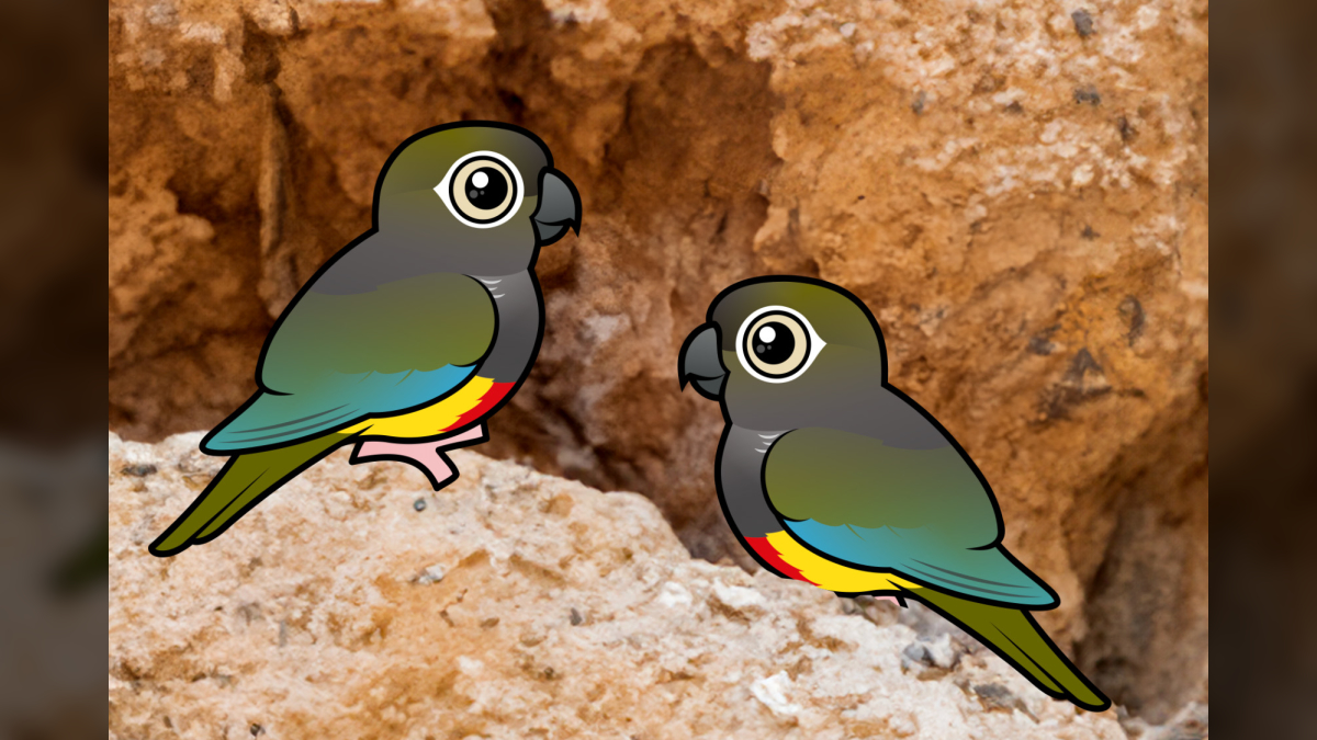 Exploring the Underground Habitats of Burrowing Parakeets